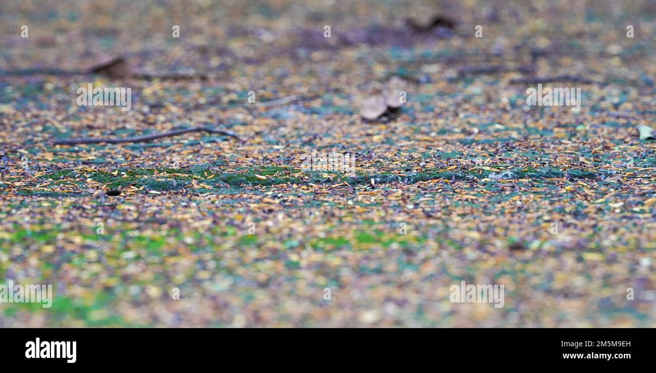 A closeup selective shot of Dry Leaf texture, dry fallen leaf on the ...