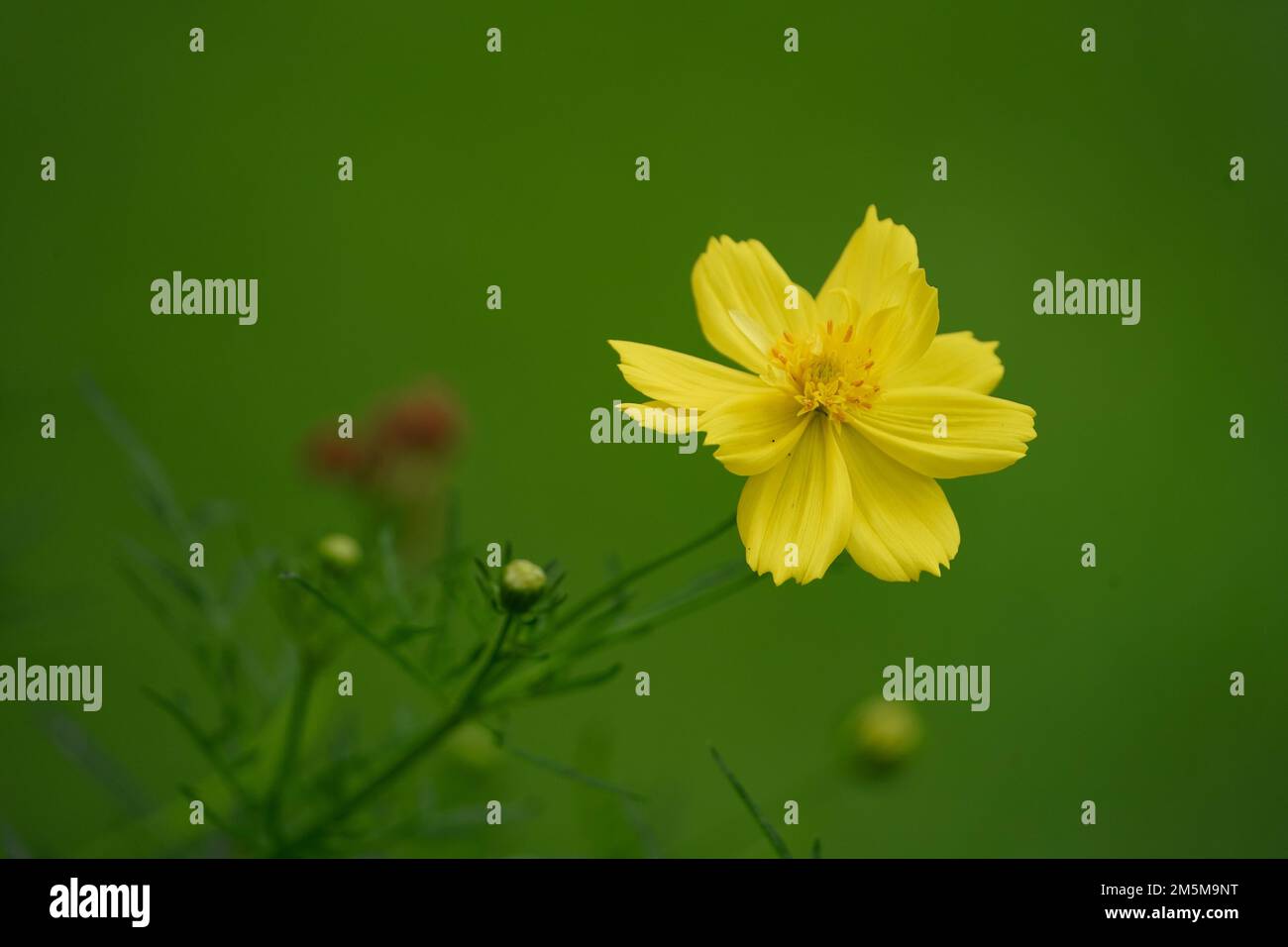 Dwarf cosmos hi-res stock photography and images - Alamy