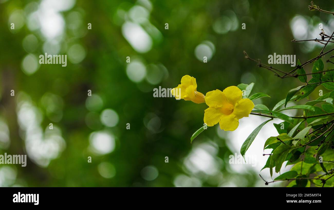 Cascabela species, Lucky nut, Milk tree or Yellow oleander, flowering ...