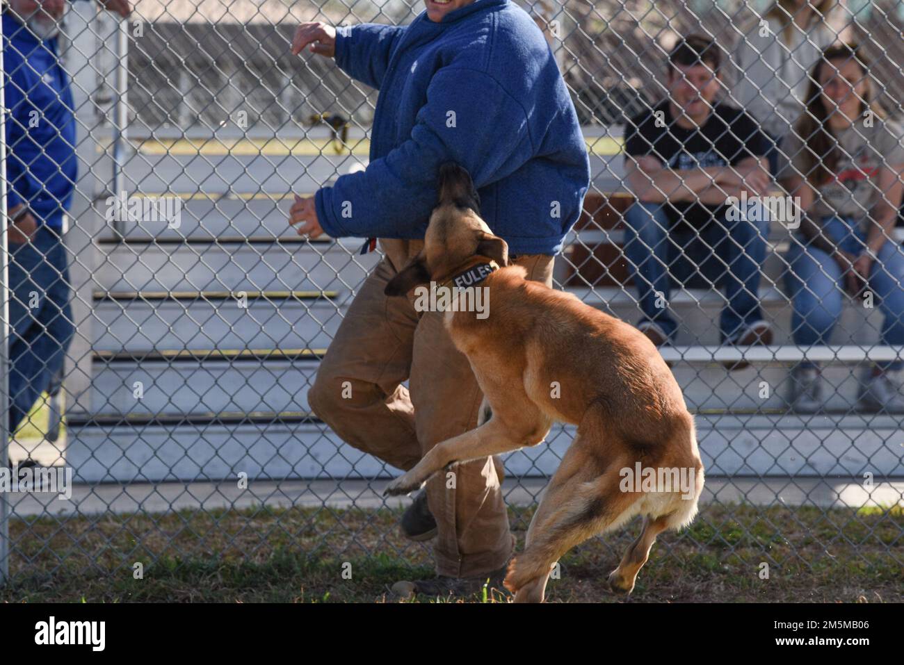 Military working dogs and handlers with the 802nd Security Forces ...