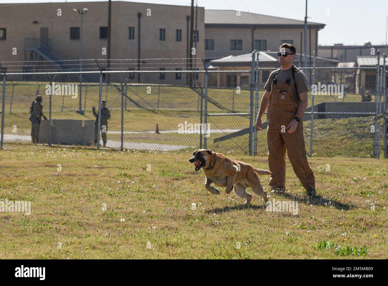Military working dogs and handlers with the 802nd Security Forces ...