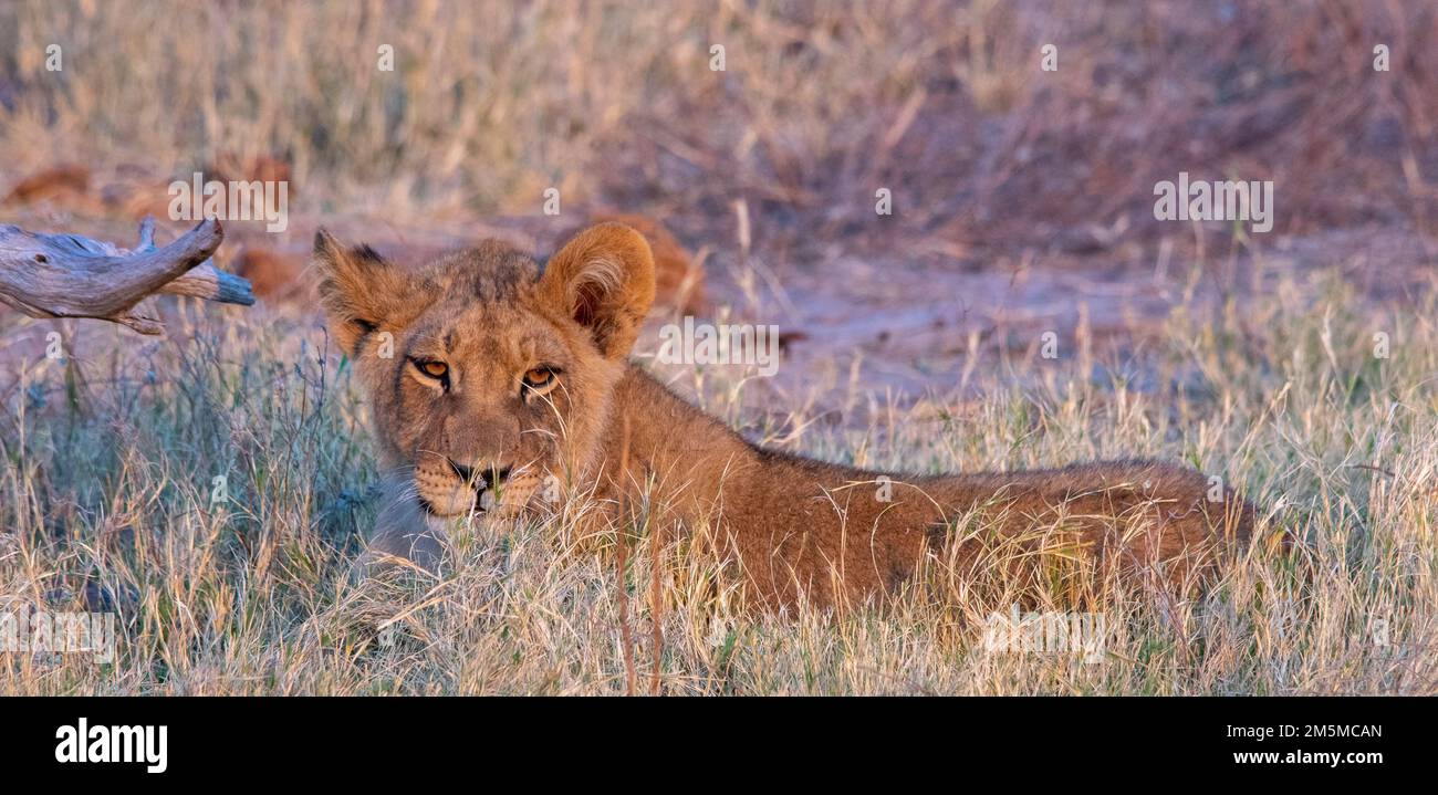 Young lion lazes in the sun Stock Photo - Alamy