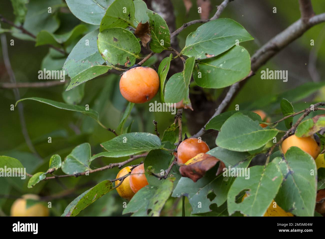 Orange persimmons hanging on hi-res stock photography and images - Alamy