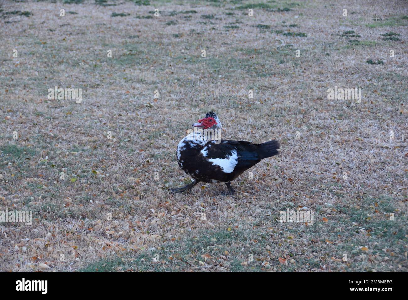 A Muscovy duck on the farm walking on the grass Stock Photo - Alamy