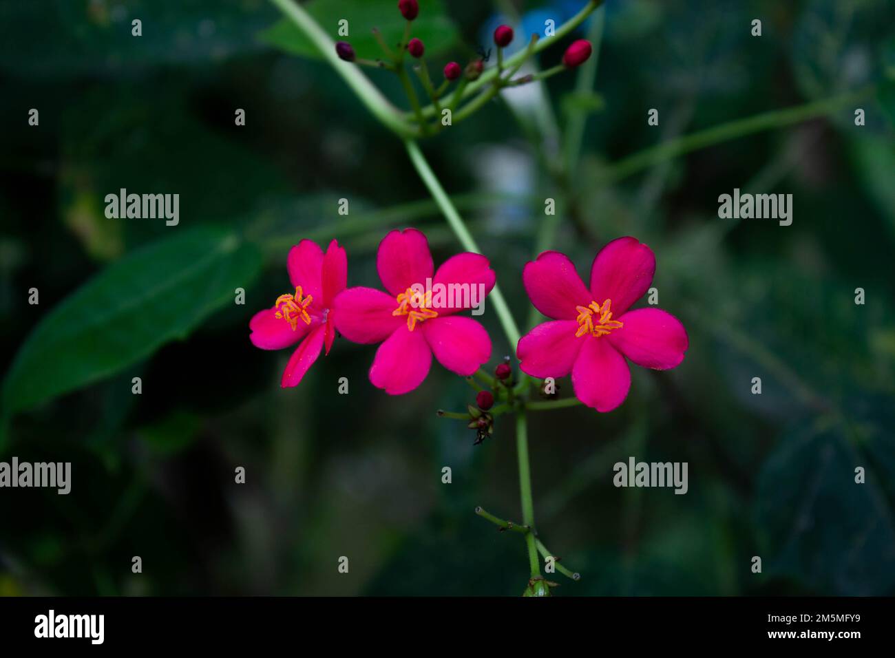 Red Peregrina flowers known as Spicy Jatropha bloom perfectly with ...