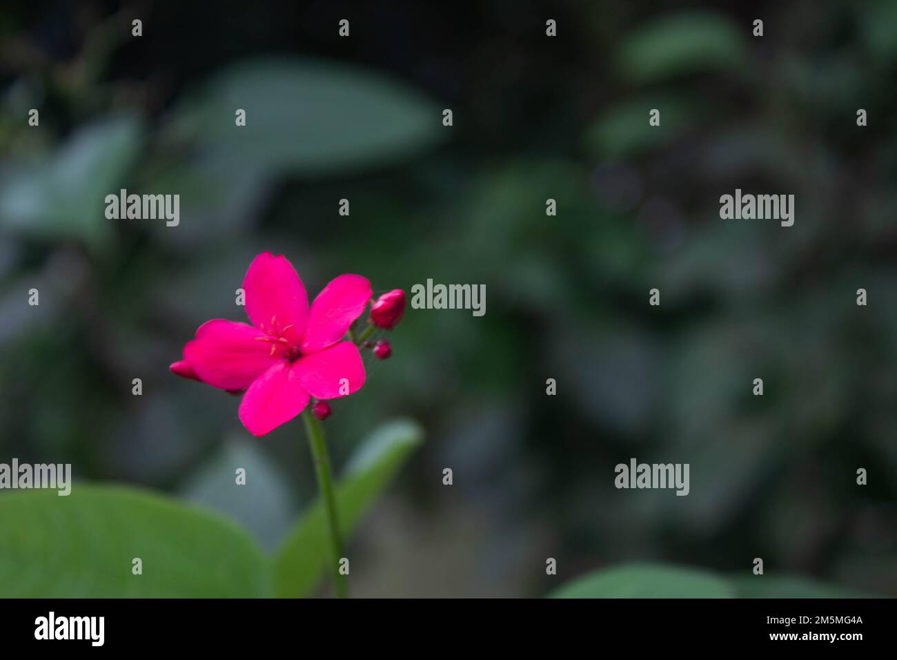 Red Peregrina flowers known as Spicy Jatropha bloom perfectly with ...