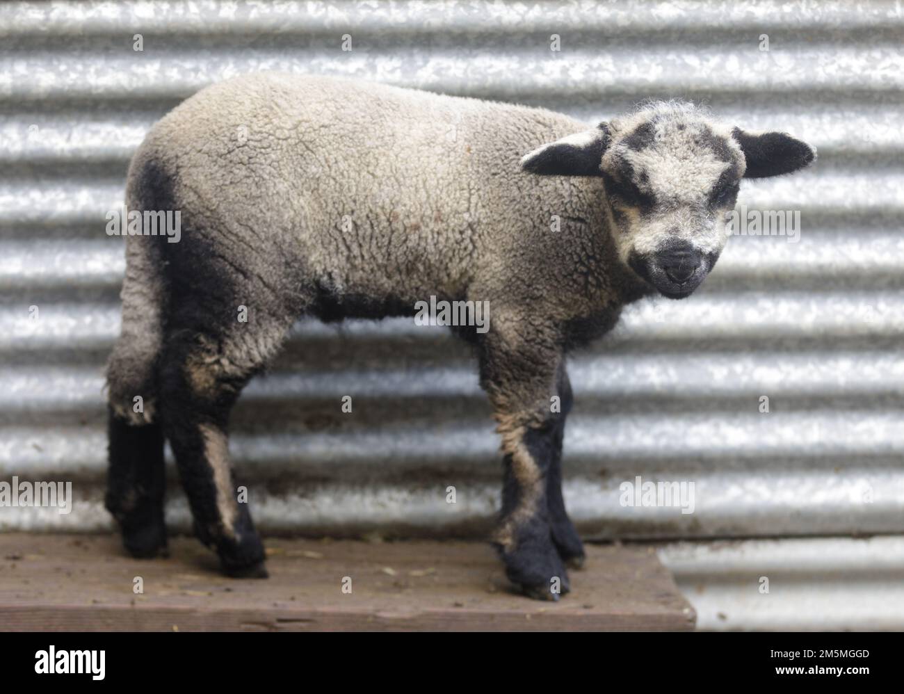 Hybrid lamb standing outside animal pen. Farm in Santa Clara County ...