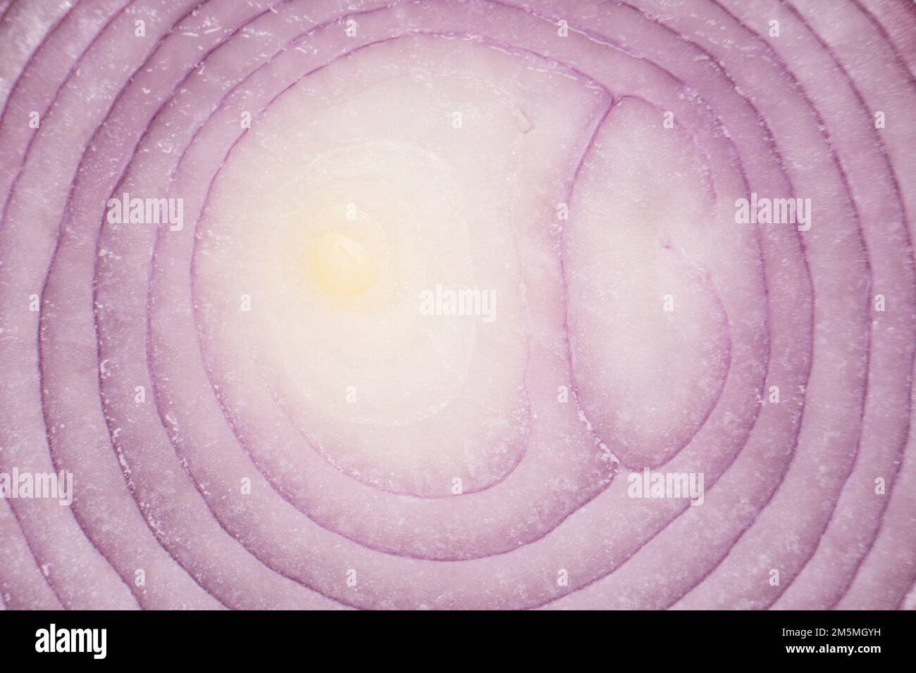 Macro shot Slices Isolated onion. One red whole onion isolated on white ...