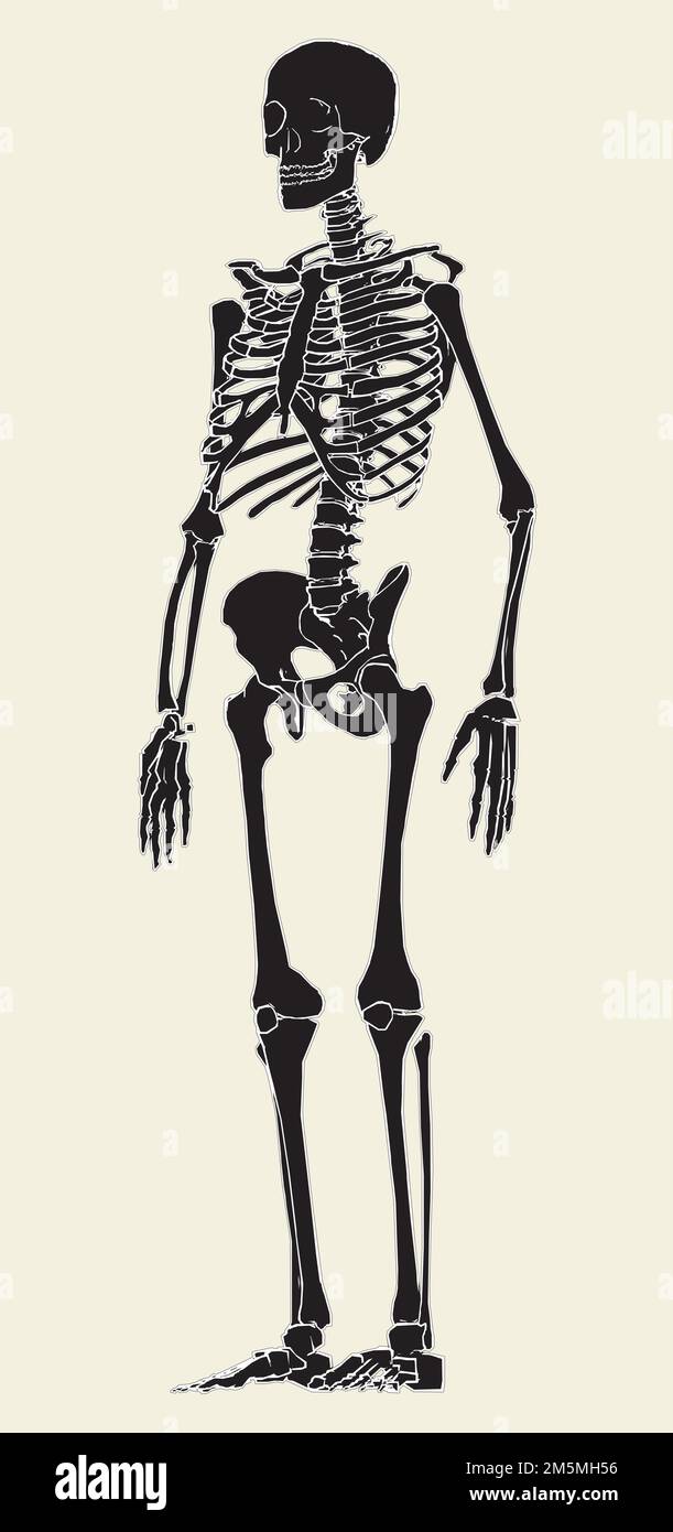 Human Skeleton Vector. Illustration On White Background. A vector ...