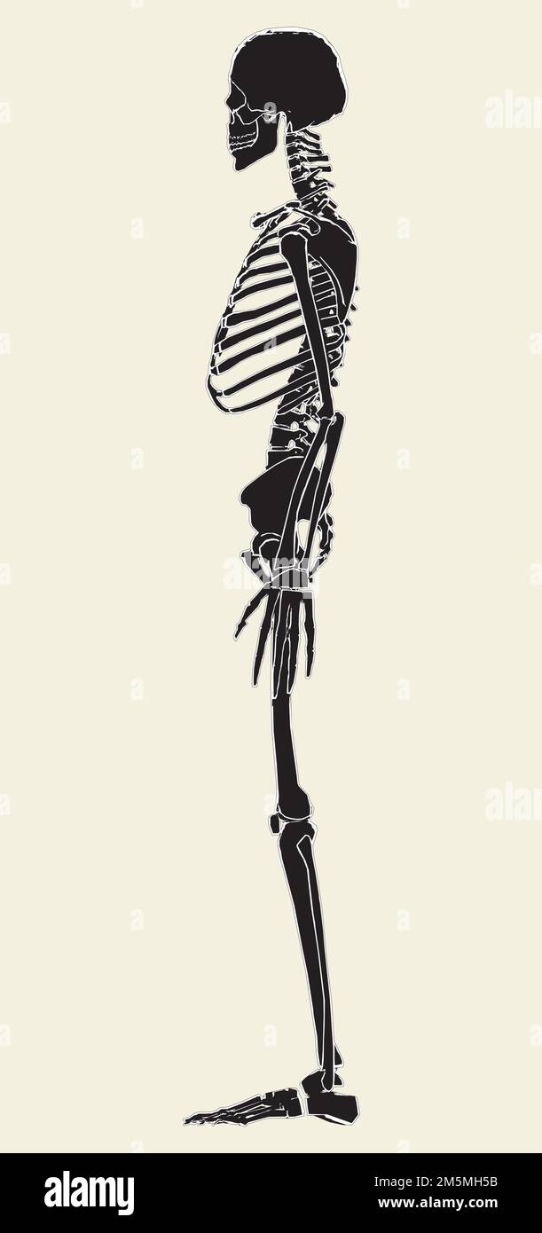 Human Skeleton Vector. Illustration On White Background. A vector ...
