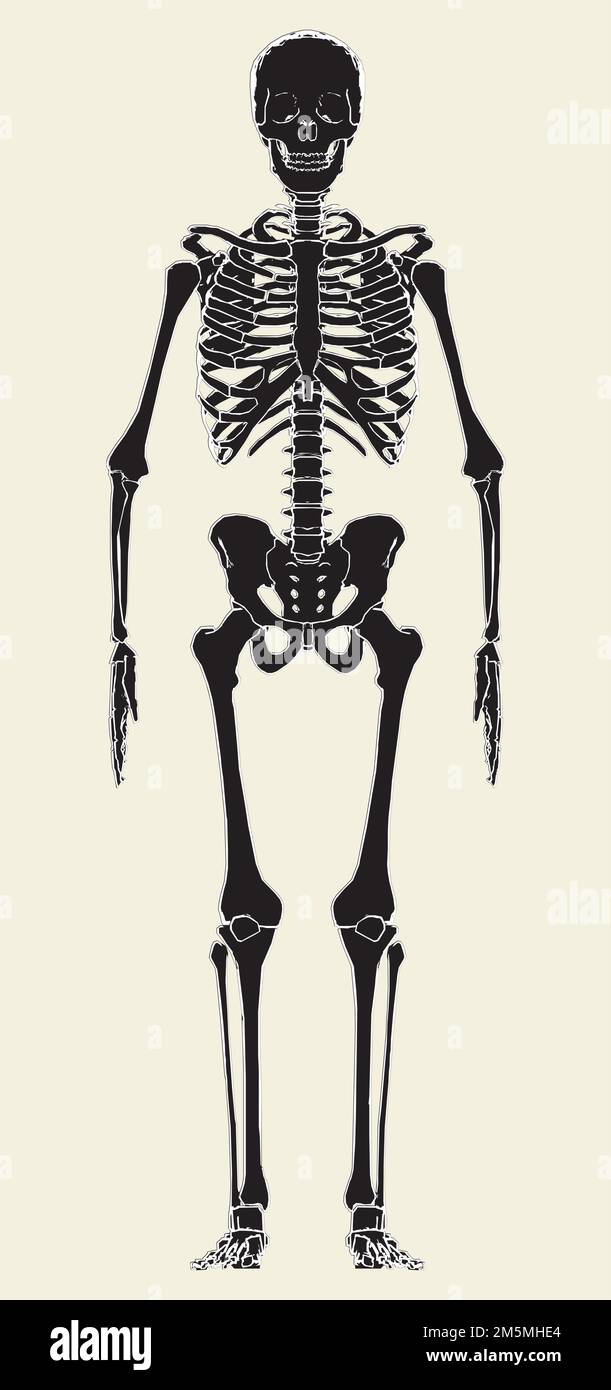 Human Skeleton Vector. Illustration On White Background. A vector ...