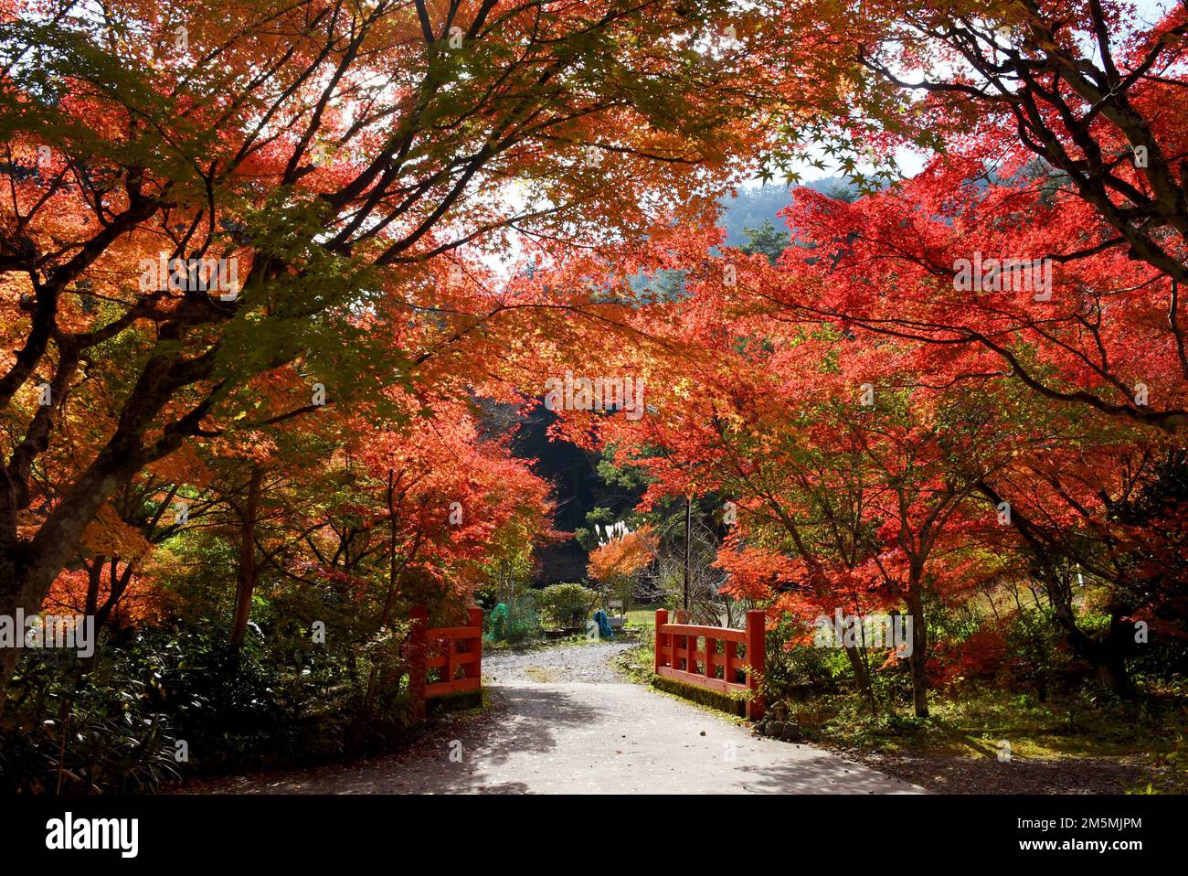 Autumn foliage in Japan - colourful japanese maple trees during momiji ...