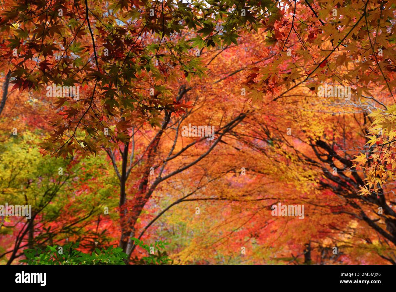 Autumn foliage in Japan - colourful japanese maple trees during momiji ...