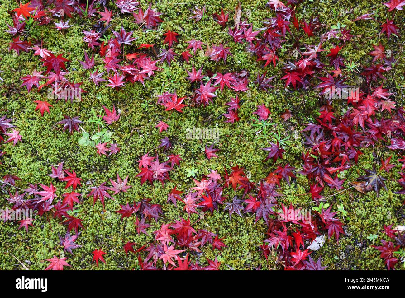 Autumn foliage in Japan - colourful japanese maple trees during momiji ...