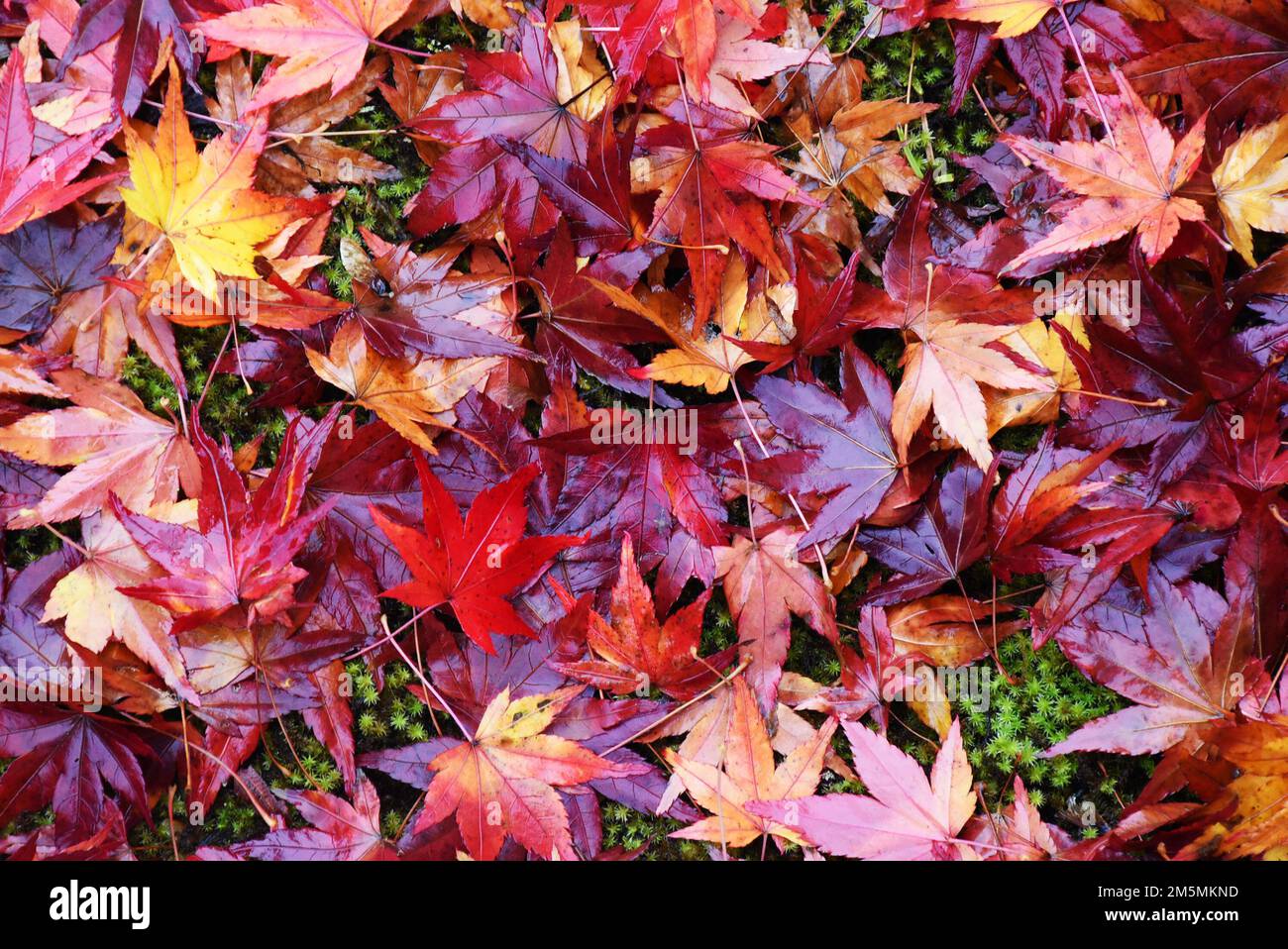 Autumn foliage in Japan - colourful japanese maple trees during momiji ...