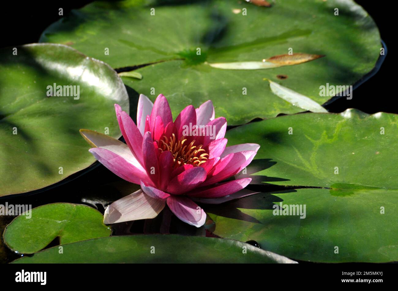 Color waterlily hi-res stock photography and images - Alamy