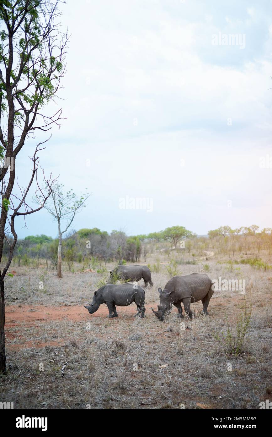 Natural grazers hi-res stock photography and images - Alamy