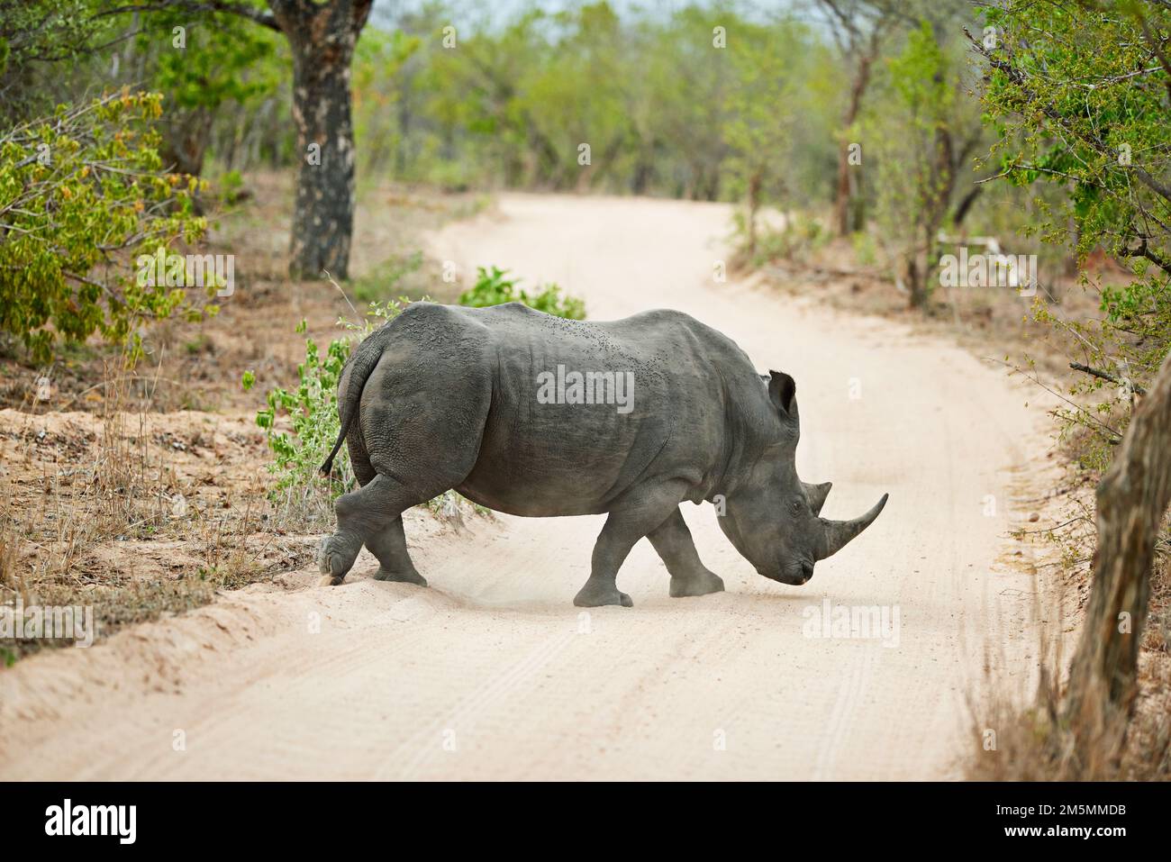Why did the rhino cross the road. a rhinoceros crossing a road in a ...