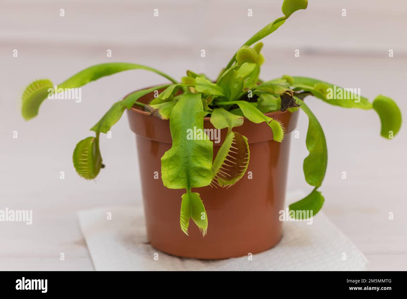 The Intricate Details of a Venus Flytrap Plant on a White Background ...