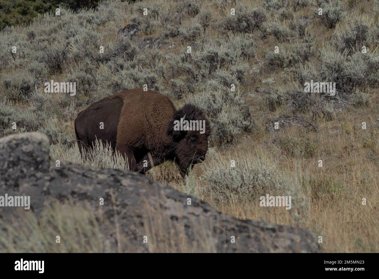 An American bison walking in a grassland in its natural habitat during ...