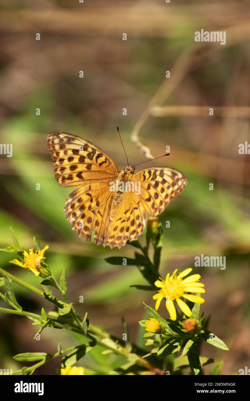 Butterfly, known as La pafia or Spanish Tobacco or Fritillaria Argynnis ...