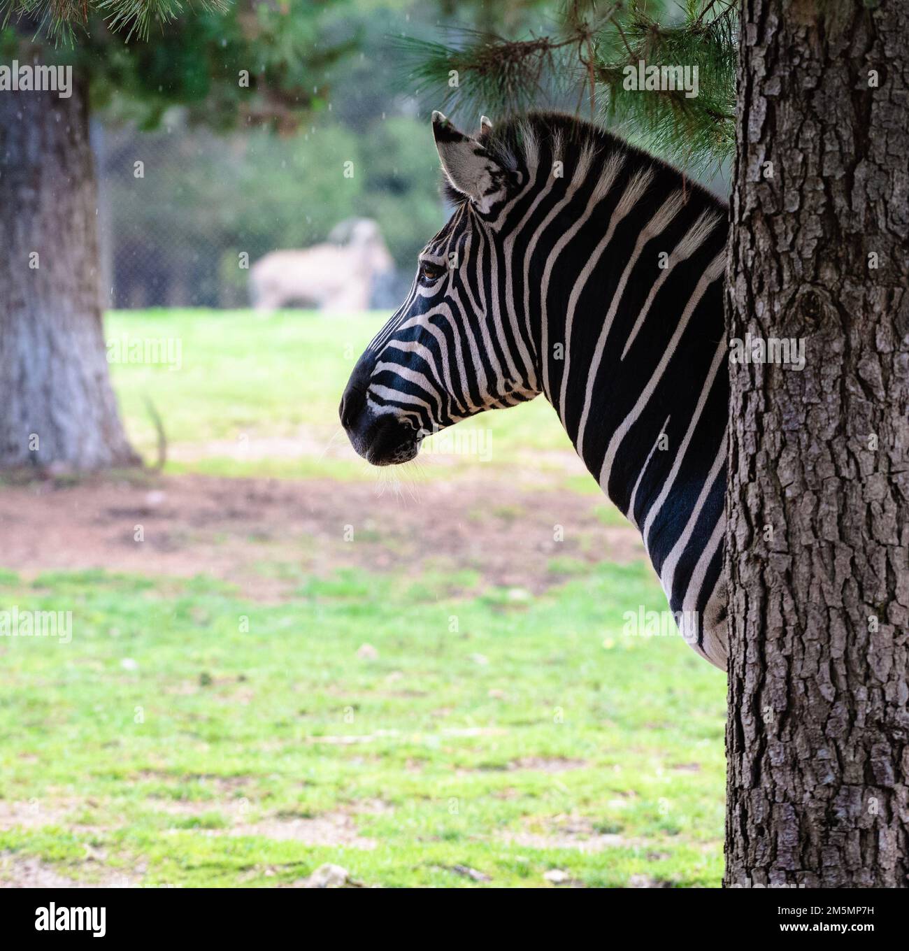 Zebra hiding hi-res stock photography and images - Alamy