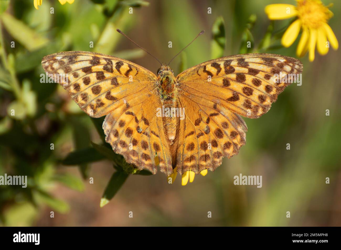 Butterfly, known as La pafia or Spanish Tobacco or Fritillaria Argynnis ...