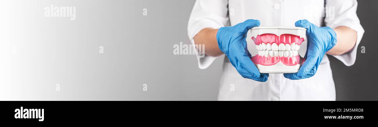 Dentist holding white healthy clean tooth jaw, teeth model. Ad banner ...