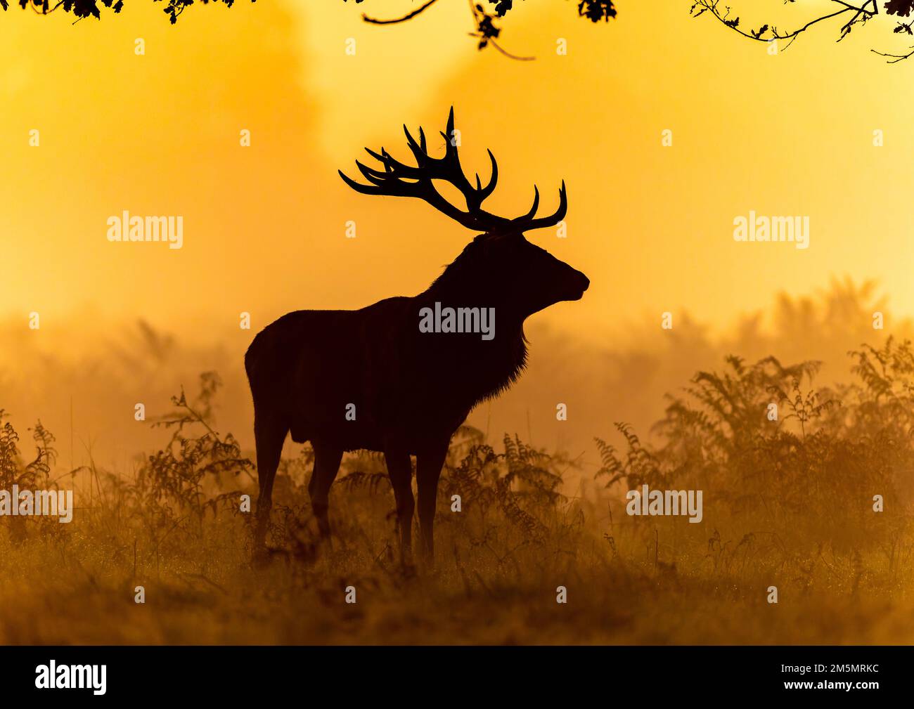 A silhouette of deer standing in field Stock Photo - Alamy