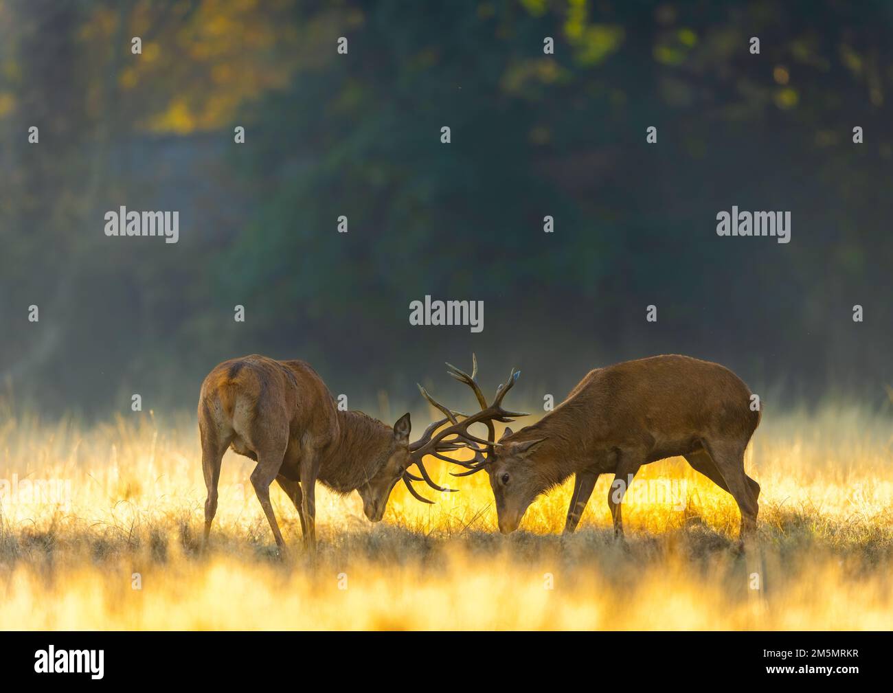 A view of deer fighting in field Stock Photo - Alamy