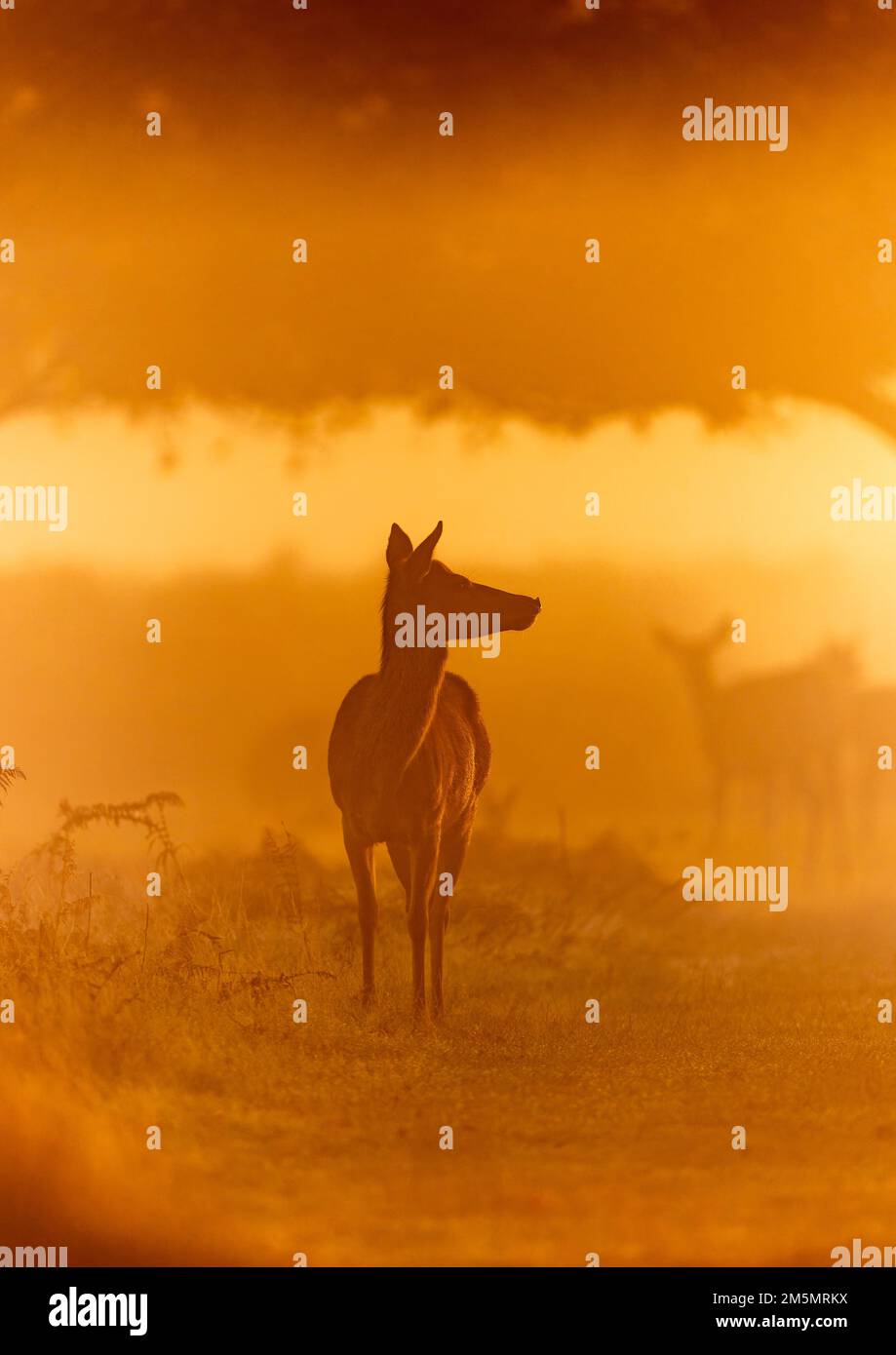 A silhouette of deer standing in field Stock Photo - Alamy