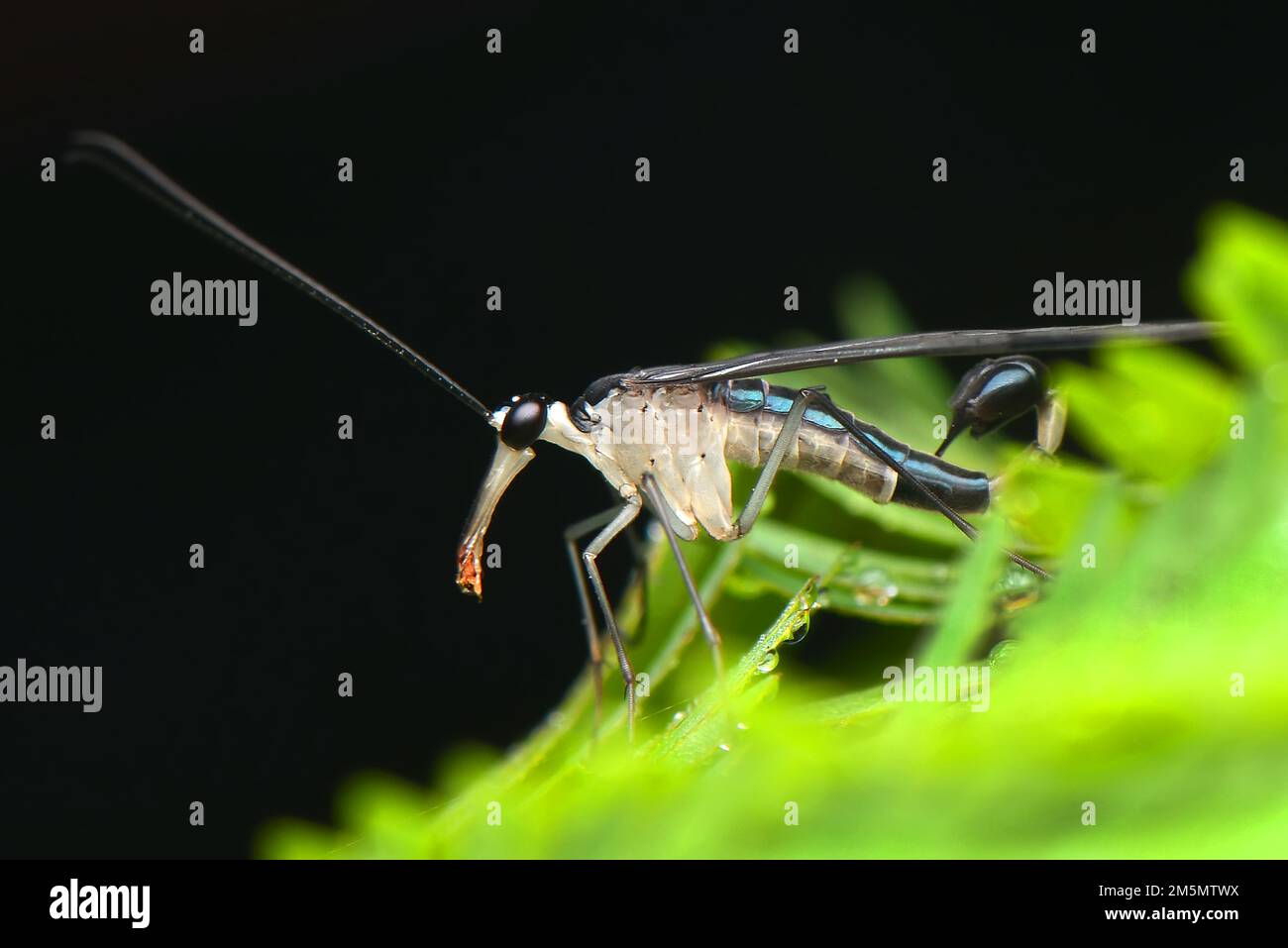 Scorpion tail hi-res stock photography and images - Alamy