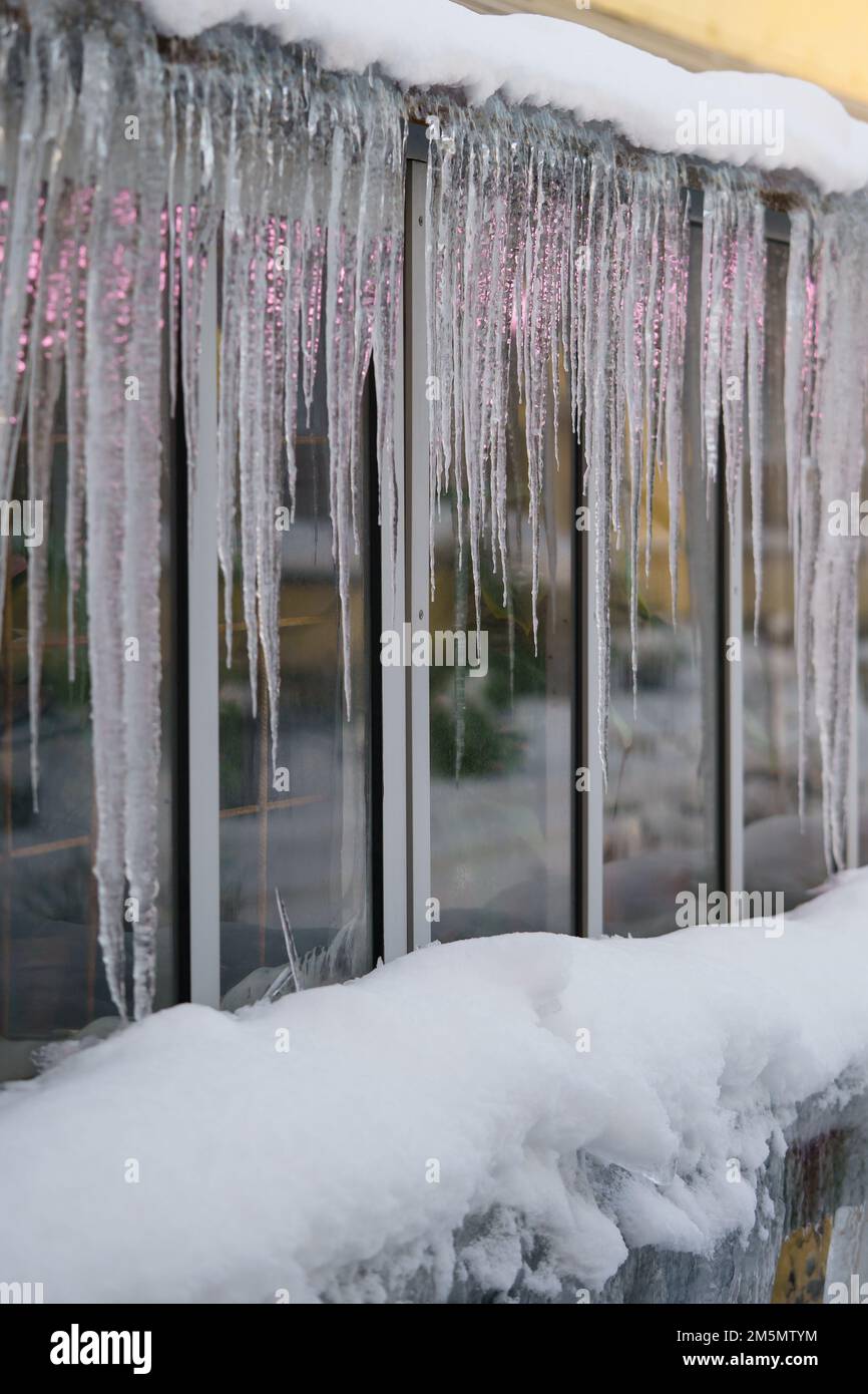 Frozen icicles hanging from roof on glasshouse. Snow melting during early spring and snowbreak ...