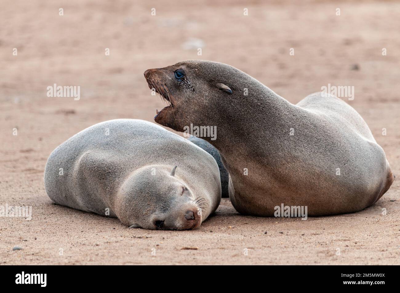 Two Seals resting on the beach along the Skeleton Coast of Namibia ...