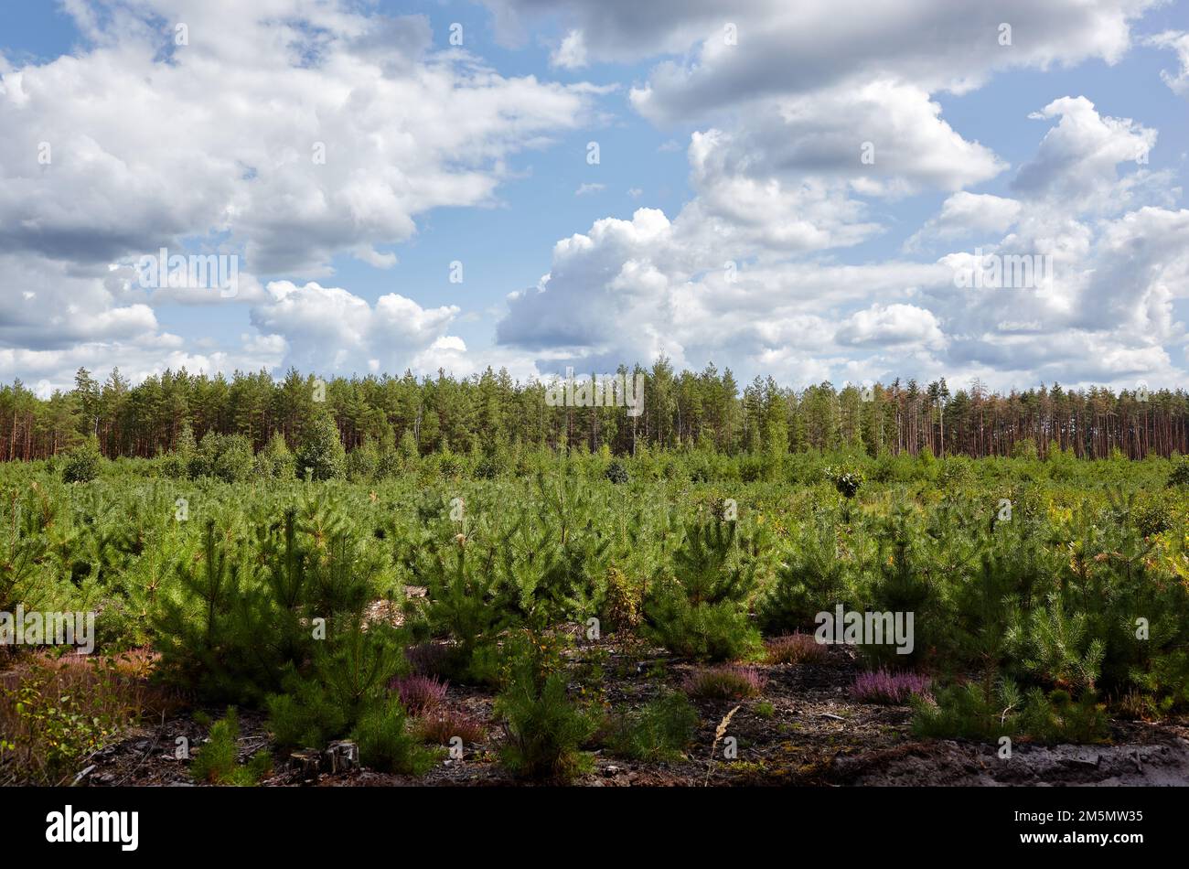 Dense pine forest against the sky and meadows. Beautiful landscape of a ...