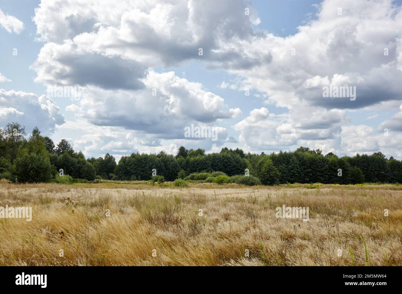 Bright summer forest against the sky and meadows. Beautiful landscape ...