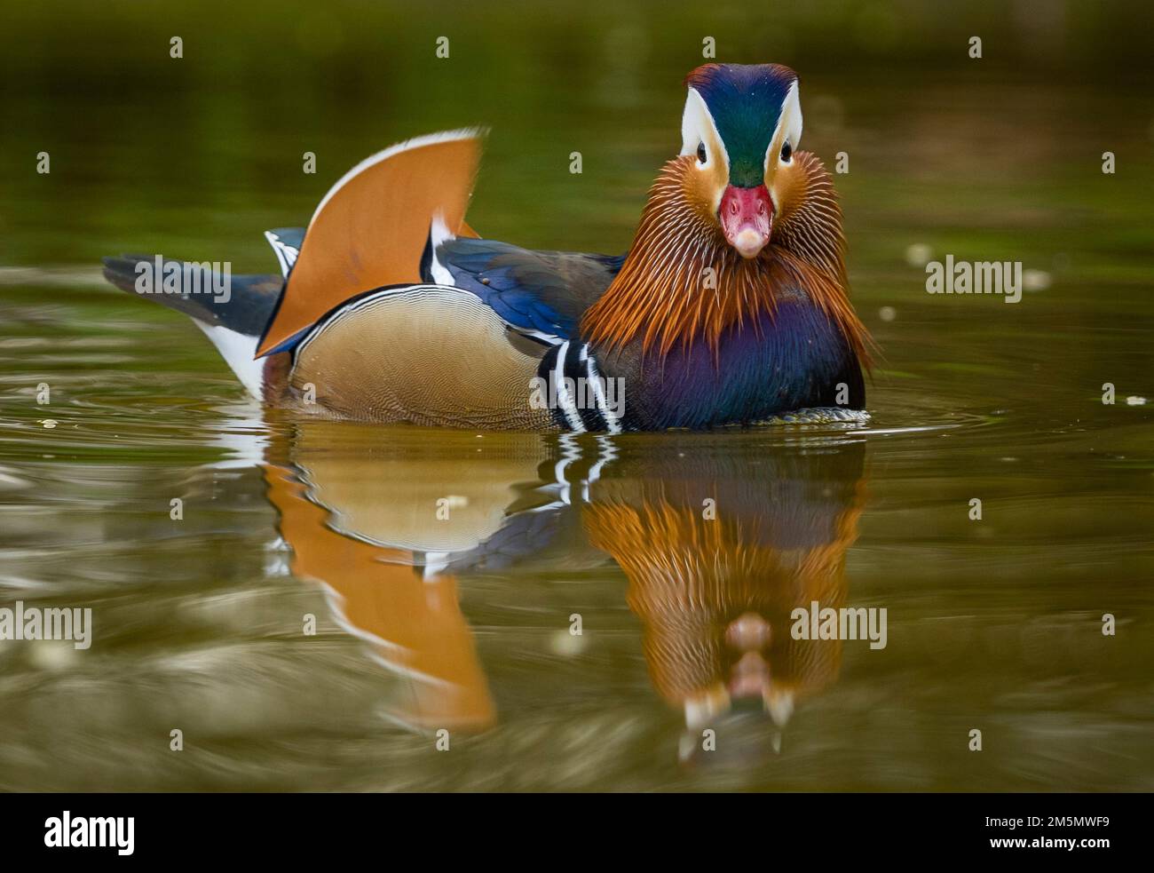 Louth, Lincolnshire, England. Double Ducks’ A colourful manderin duck ...