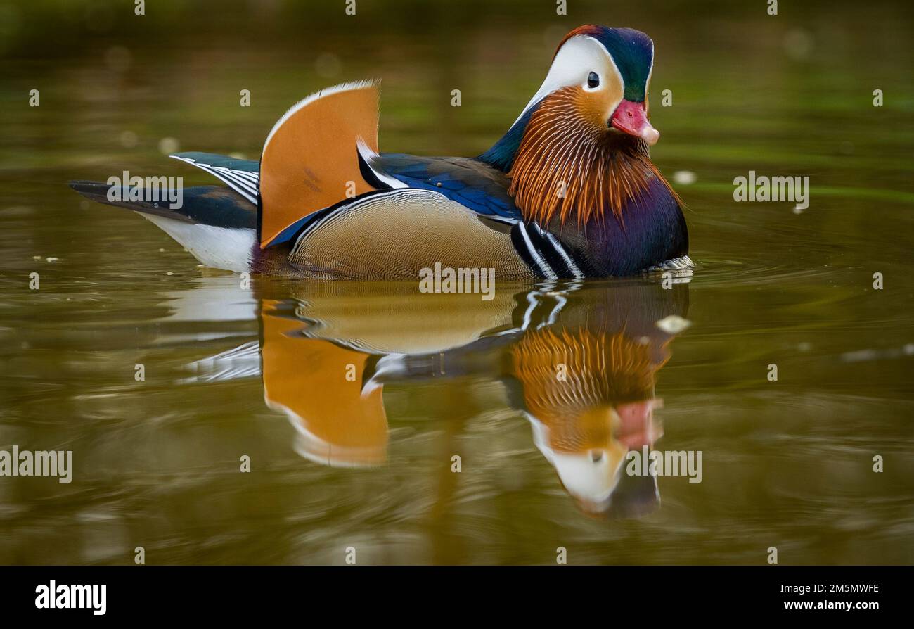 Louth, Lincolnshire, England. Double Ducks’ A colourful manderin duck ...