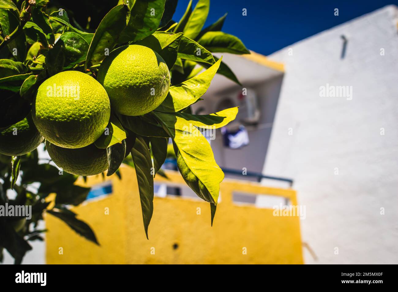 Beautiful fresh summer citrus fruits hi-res stock photography and ...