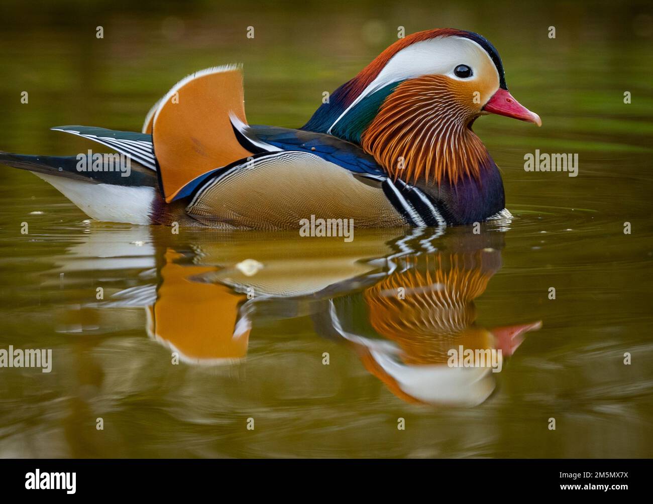 Louth, Lincolnshire, England. Double Ducks’ A colourful manderin duck ...