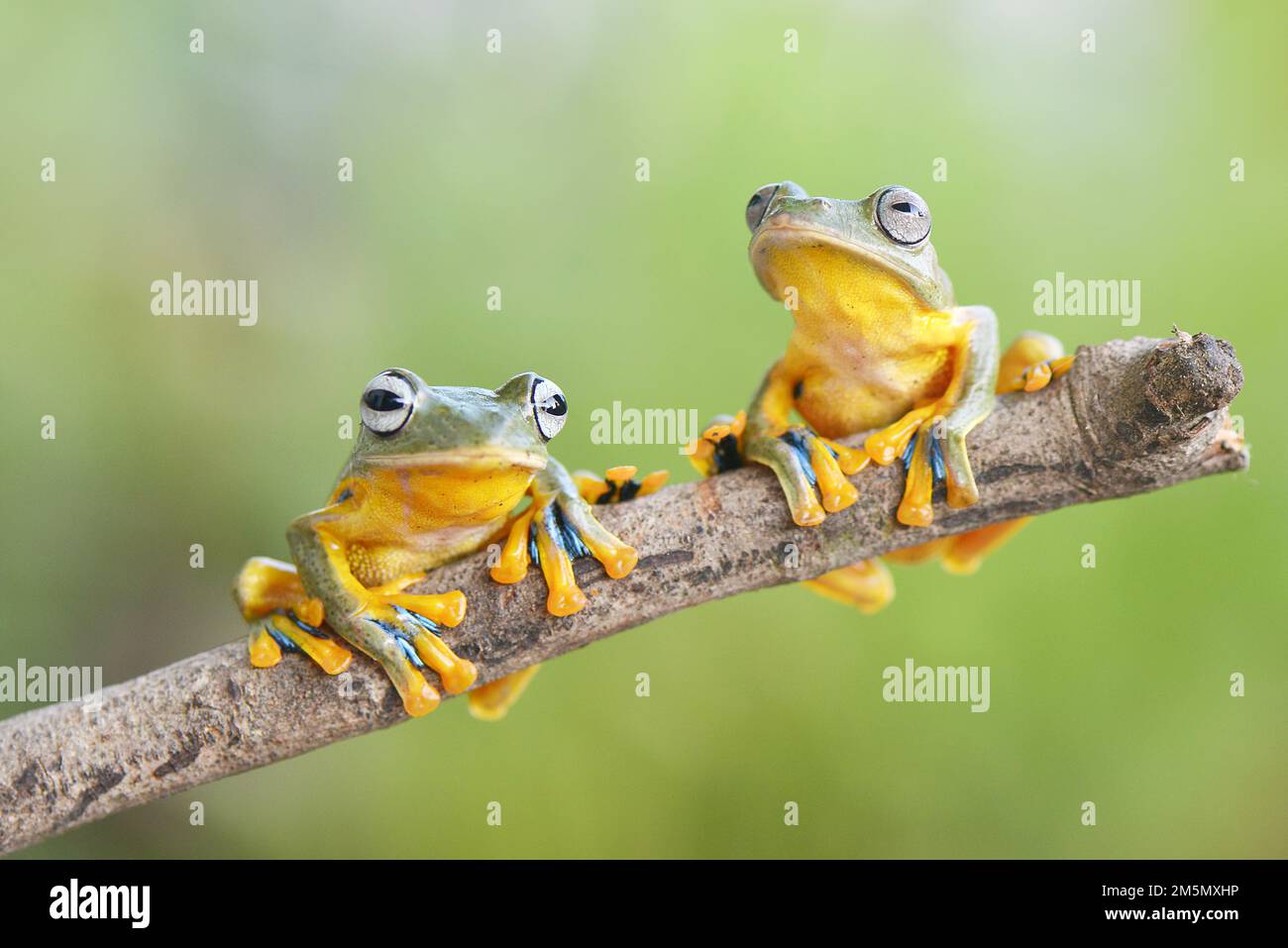 Wallace tree hi-res stock photography and images - Alamy