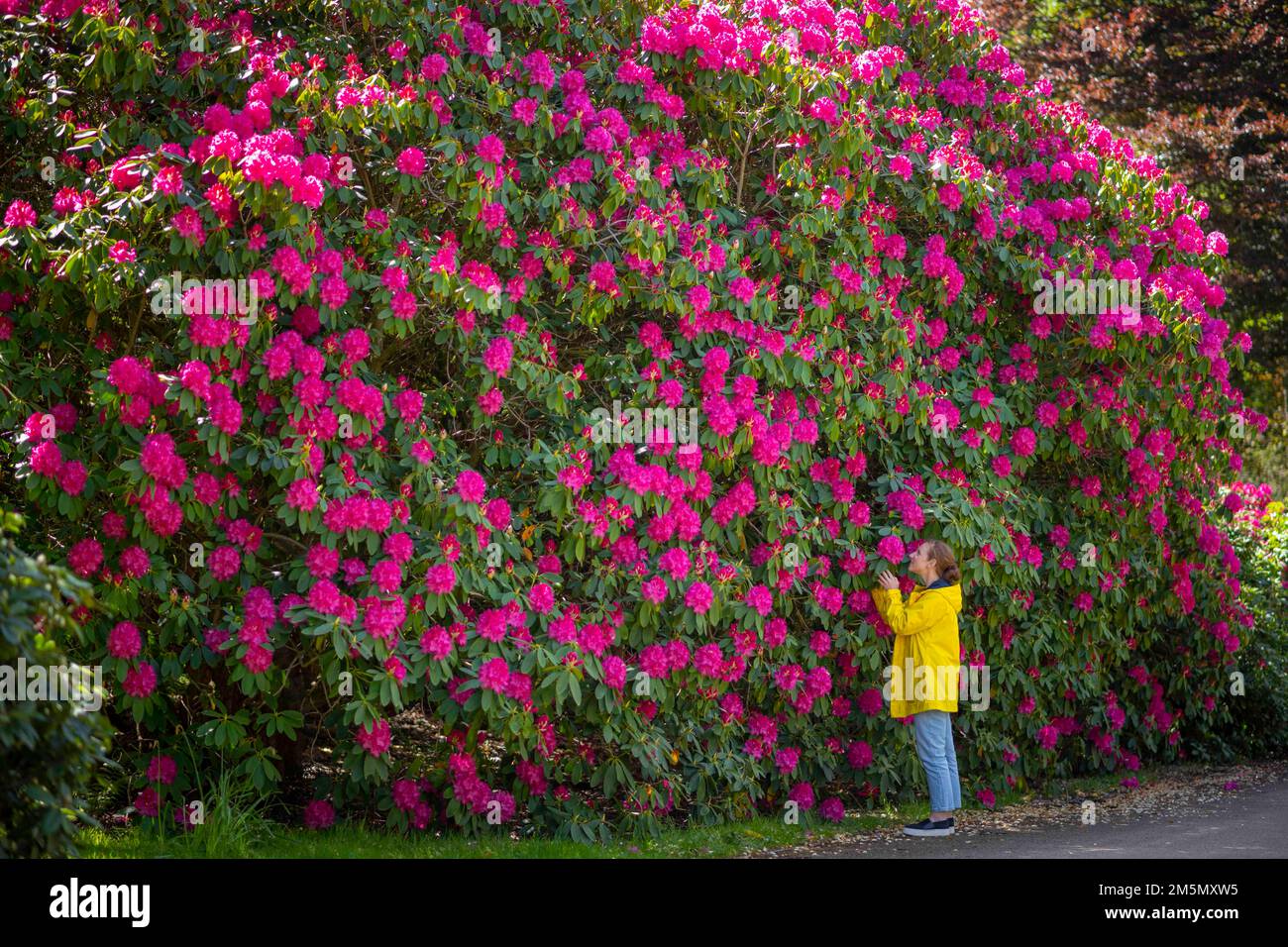 Abbotsford house 2022 hi-res stock photography and images - Alamy