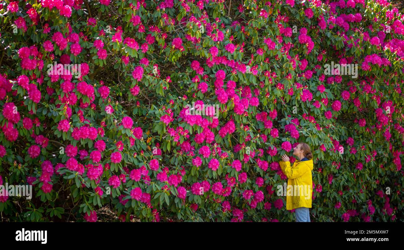 Abbotsford house 2022 hi-res stock photography and images - Alamy