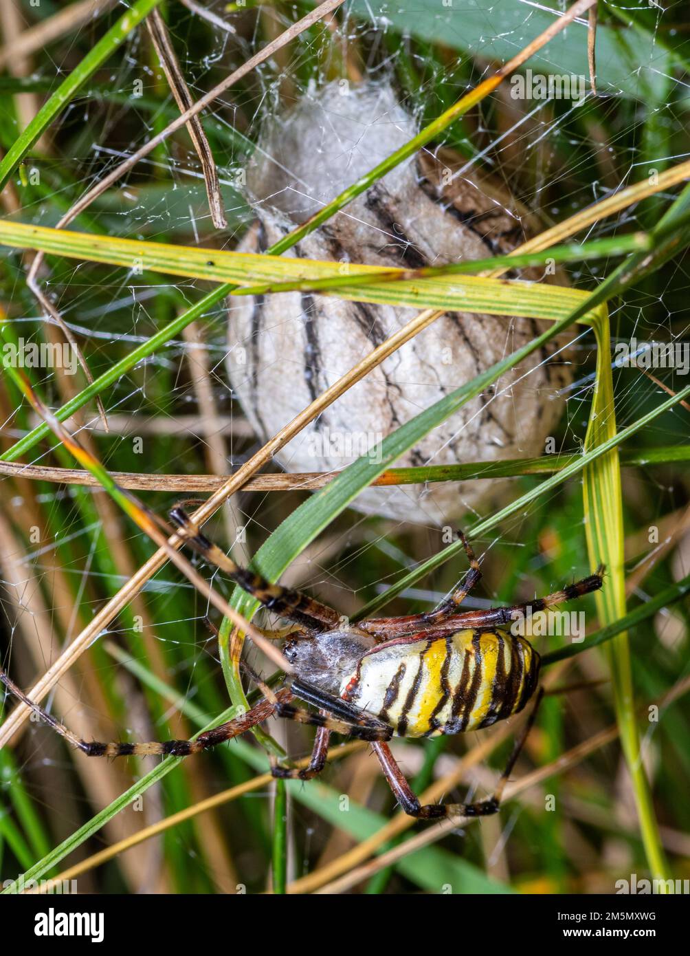 A vertical closeup of an Argiope spider (Argiope bruennichi) with a ...