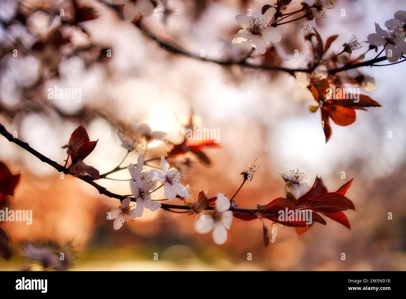Abstract soft focus sunset blooming cherry landscape spring flowers and ...