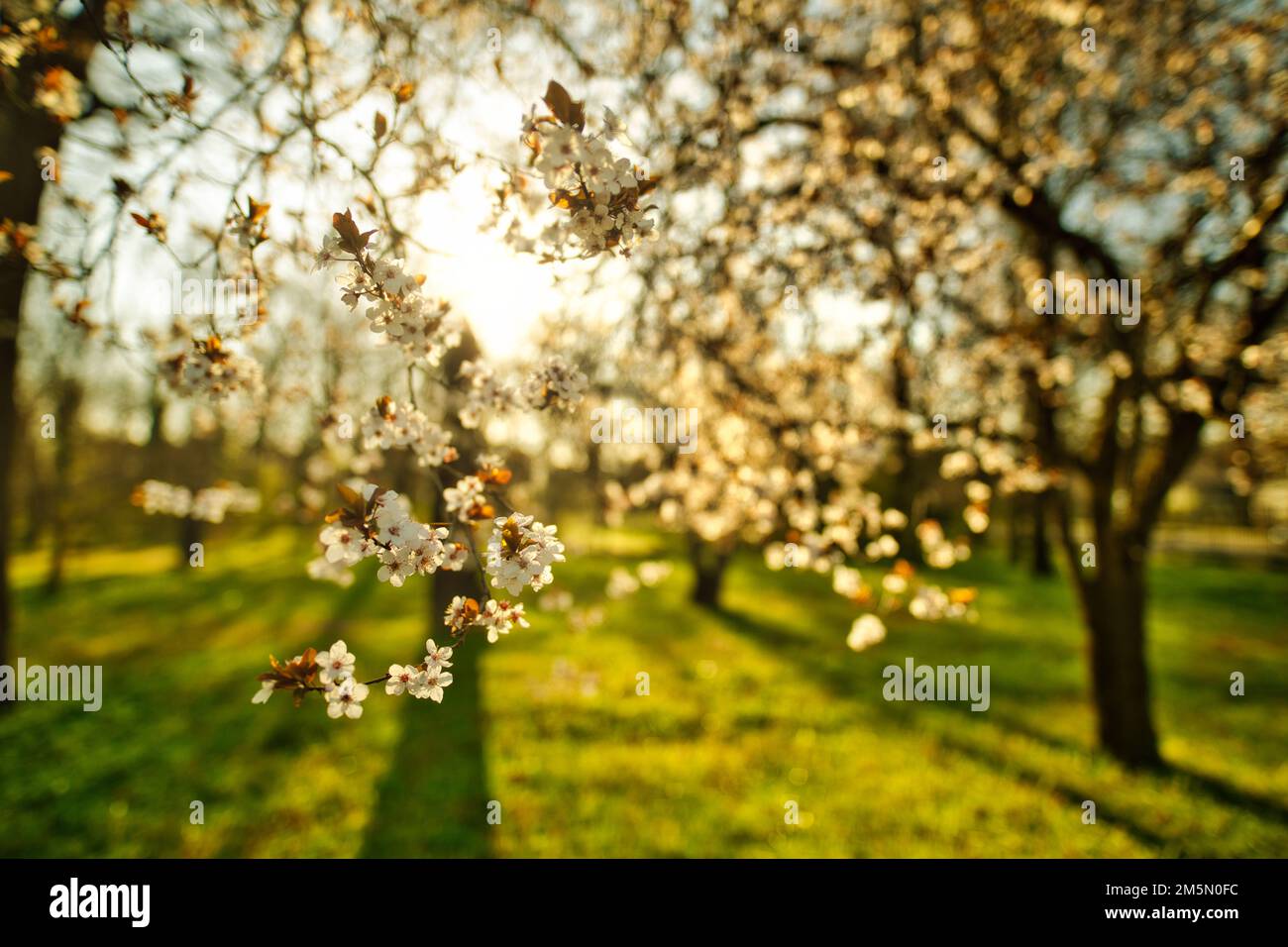 Abstract soft focus sunset blooming cherry landscape spring flowers and ...