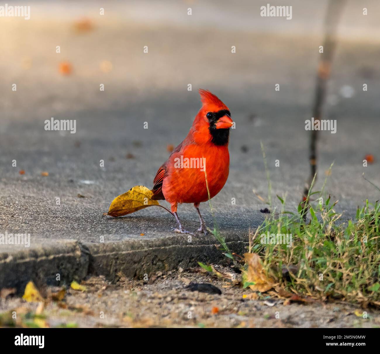 A closeup of a Northern cardinal, Cardinalis cardinalis standing on a ...