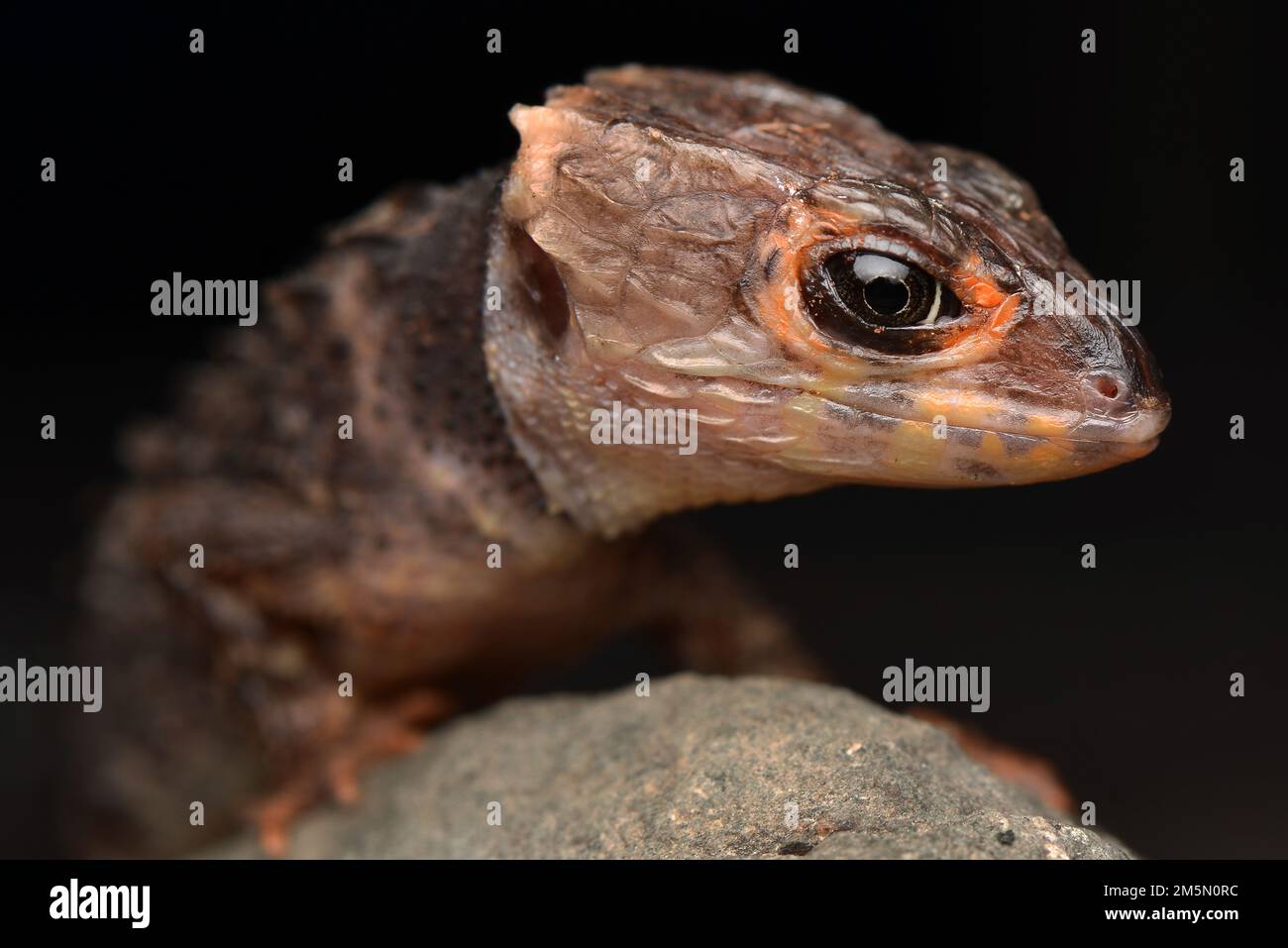croc skink close up face Stock Photo - Alamy