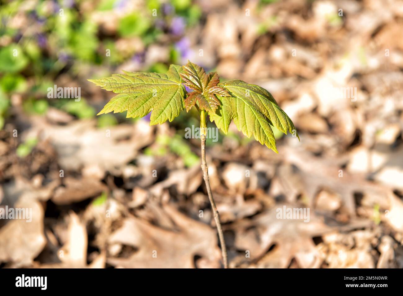 Maple tree sprout with green leaves grow in forest soil sunny natural ...