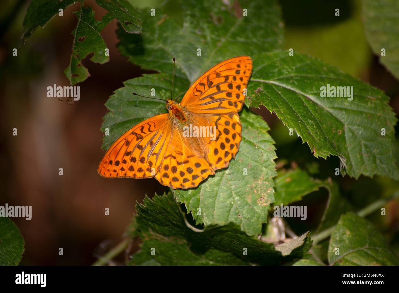 Butterfly, known as La pafia or Spanish Tobacco or Fritillaria Argynnis ...